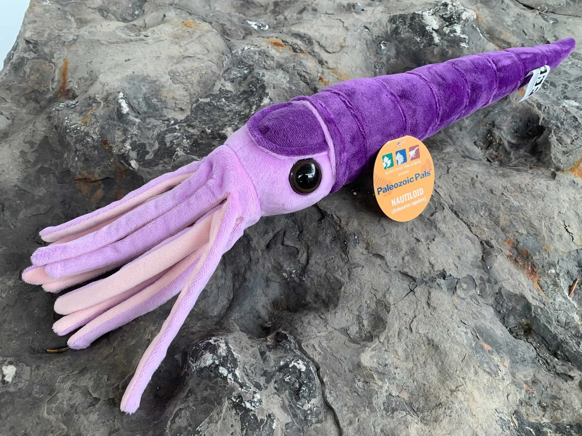 Mollusks — Museum of the Earth