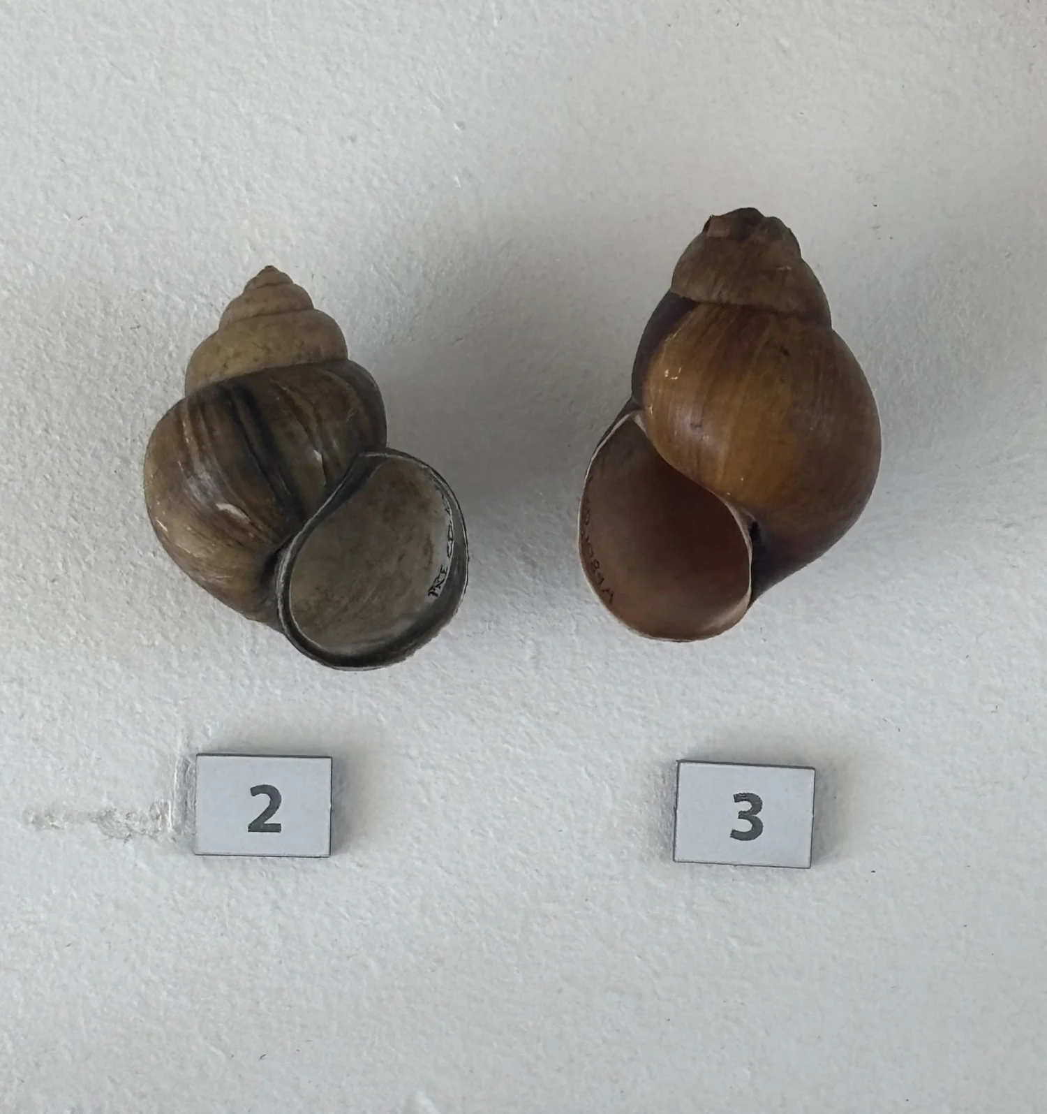 Gastropods | Marvelous Mollusks — Museum of the Earth