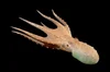 Mollusks — Museum of the Earth