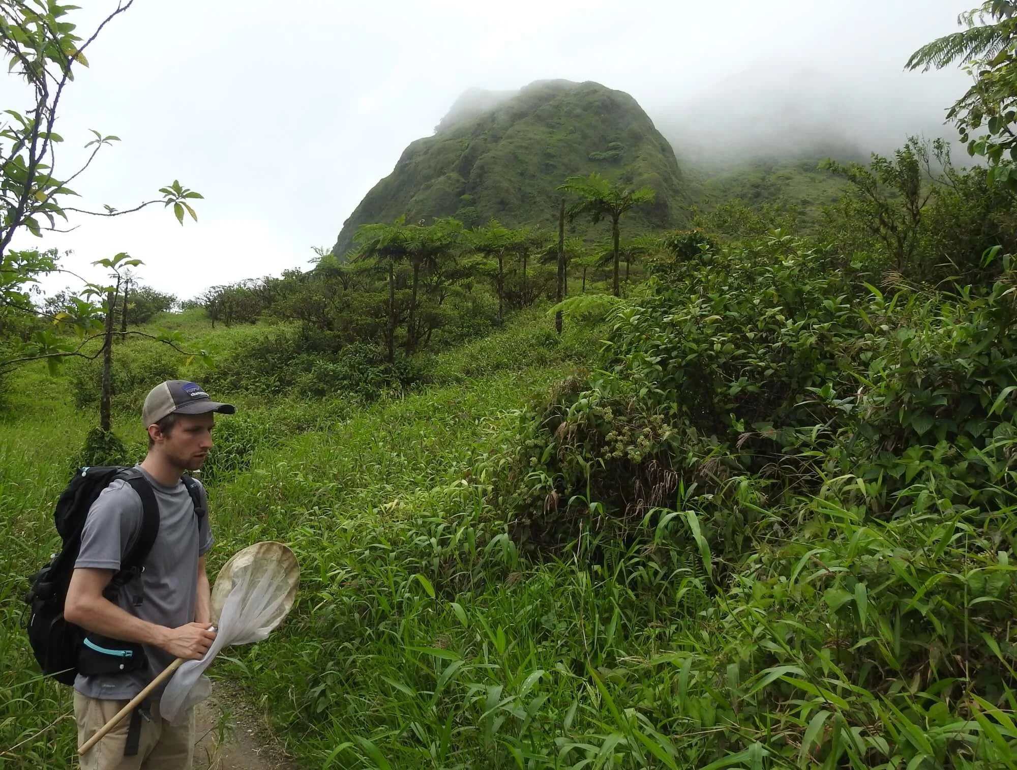 Collection | Six-Legged Science: Unlocking the Secrets of the Insect ...