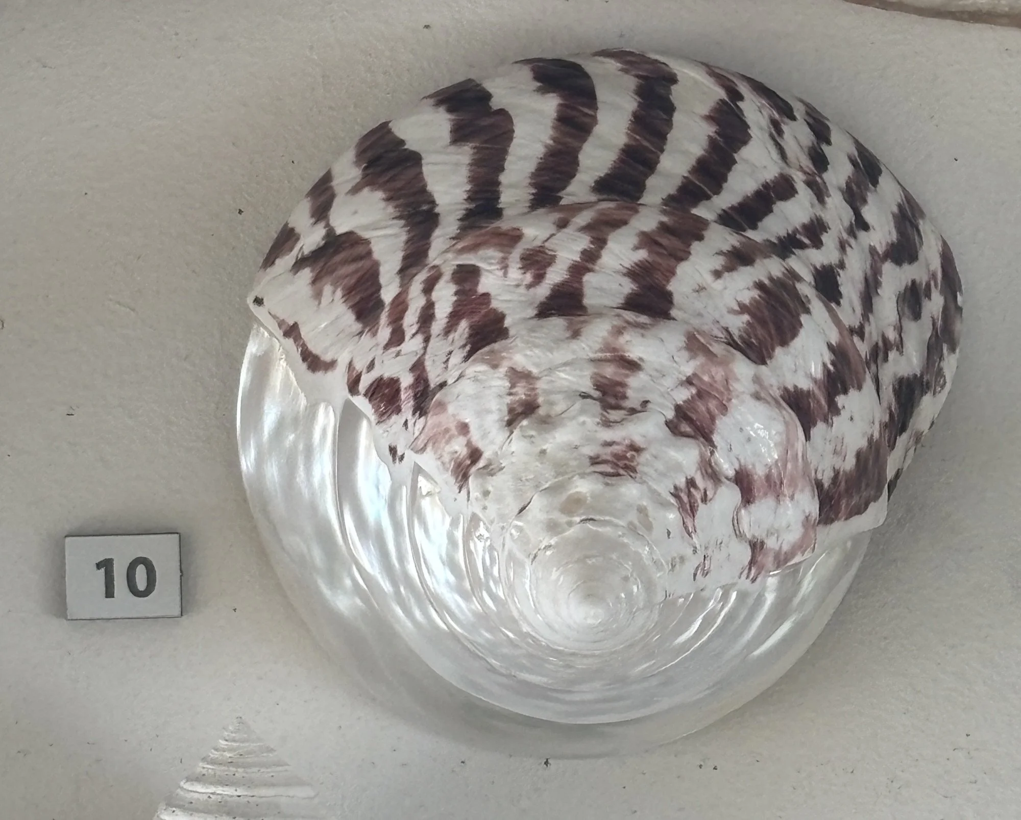 Gastropods | Marvelous Mollusks — Museum of the Earth
