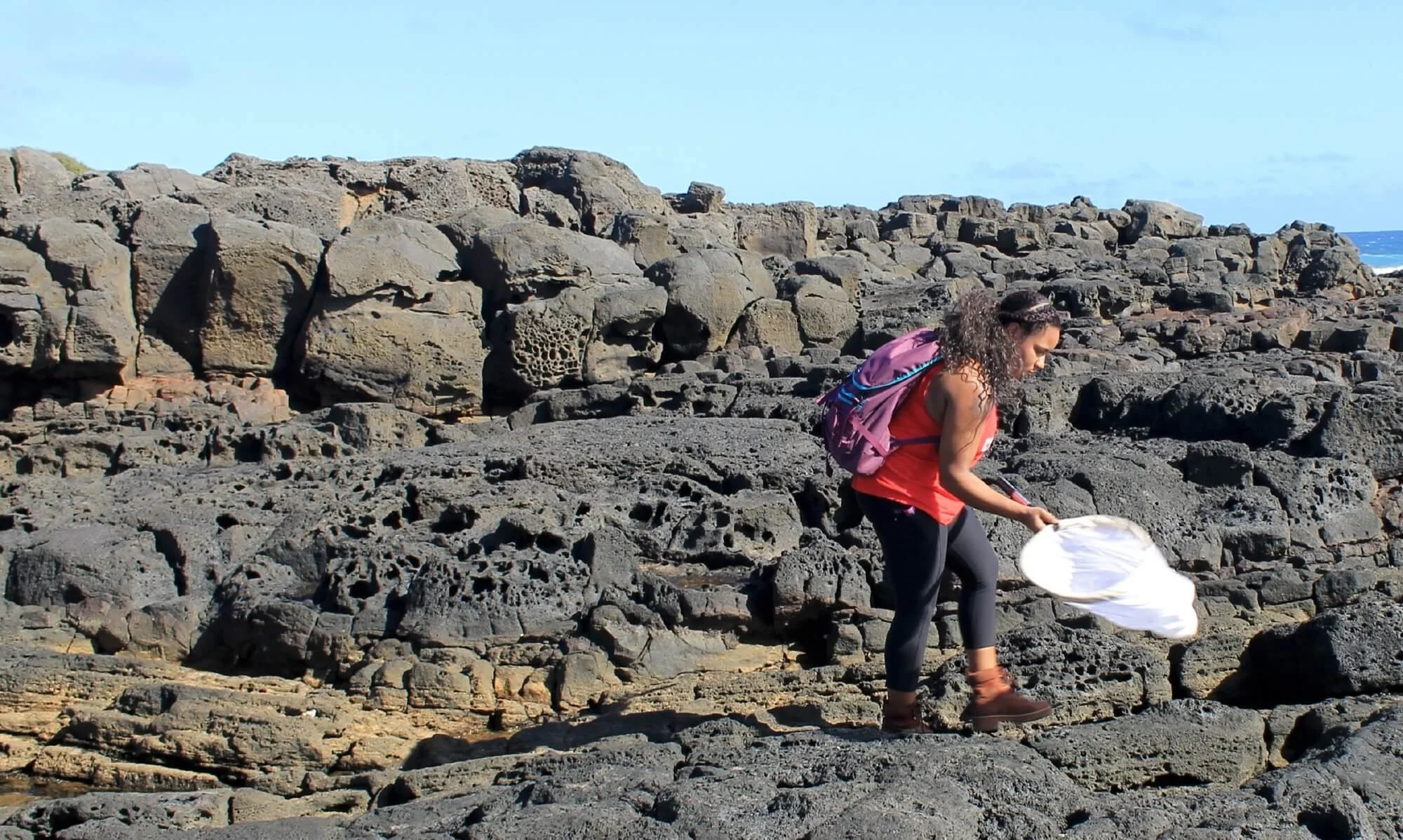 Collection | Six-Legged Science: Unlocking the Secrets of the Insect ...