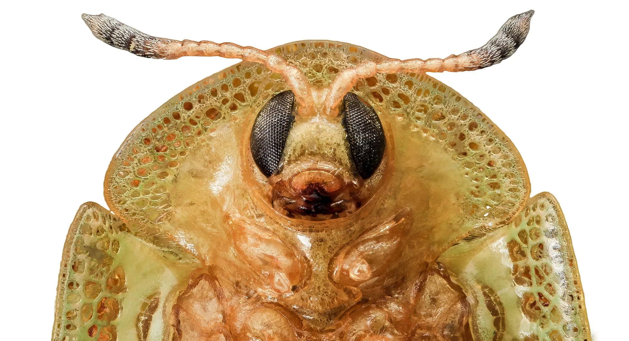 Insects & Society | Six-Legged Science: Unlocking the Secrets of the ...