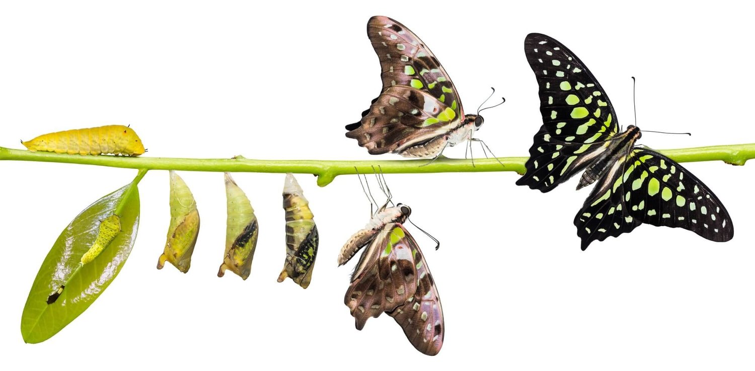 What is an Insect? | Six-Legged Science: Unlocking the Secrets of the ...