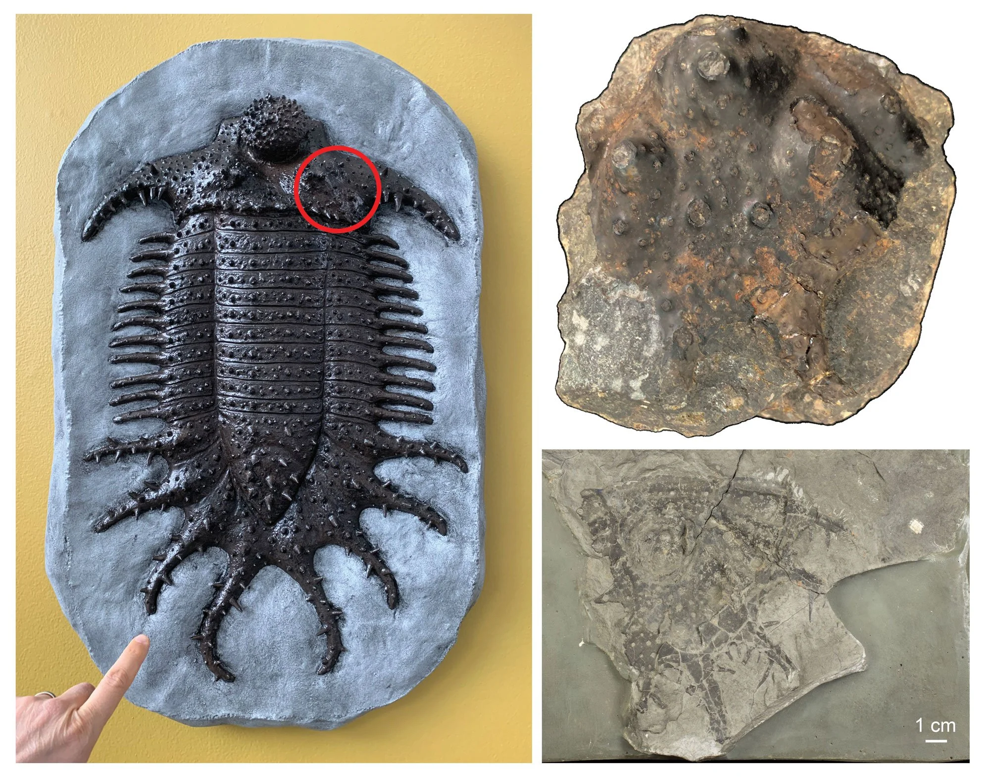 Trilobites — Museum of the Earth