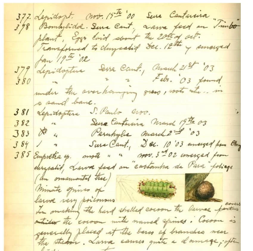 Collection | Six-Legged Science: Unlocking the Secrets of the Insect ...