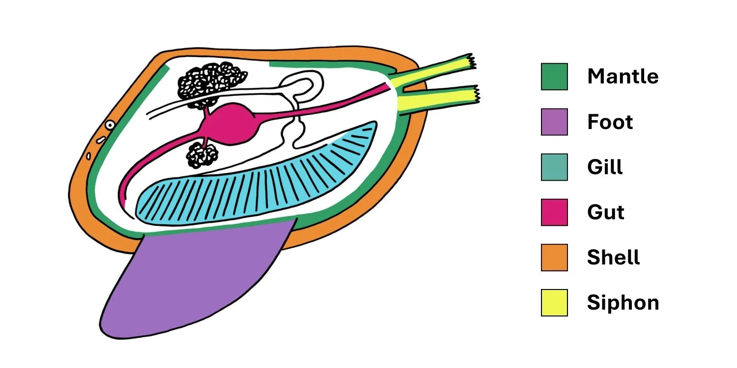 Bivalve Mollusk Diagram Molecular Phylogeny Of Cephalopod, Gastropod