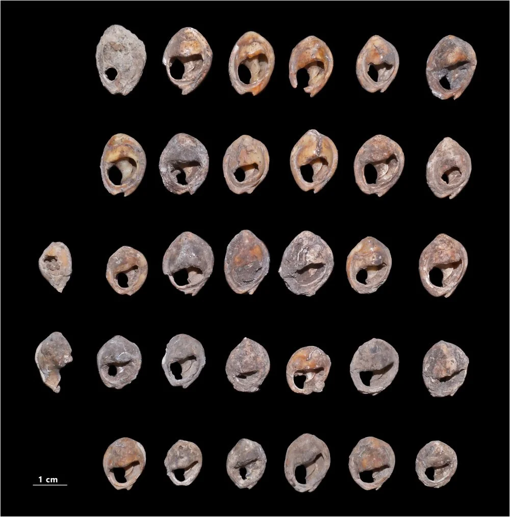 Humans & Mollusks — Museum of the Earth