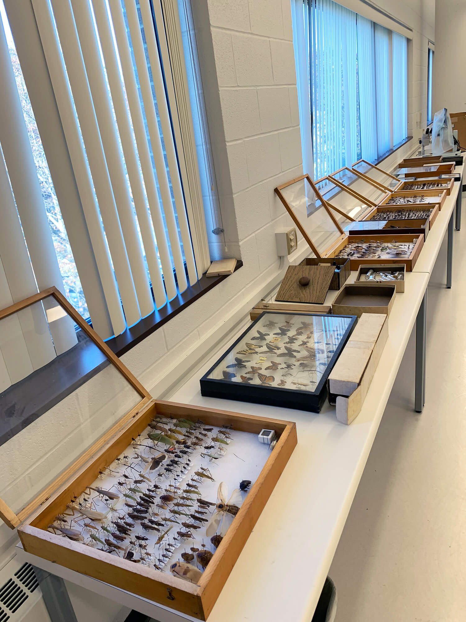 Collection | Six-Legged Science: Unlocking the Secrets of the Insect ...