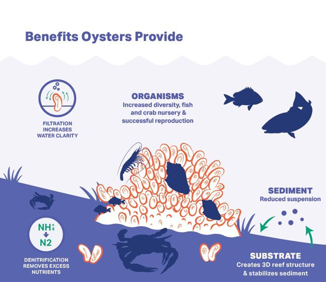 Oyster Reef Ecosystem | Conservation Paleobiology: Putting the Dead to ...