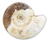 Cephalopods | Marvelous Mollusks — Museum of the Earth