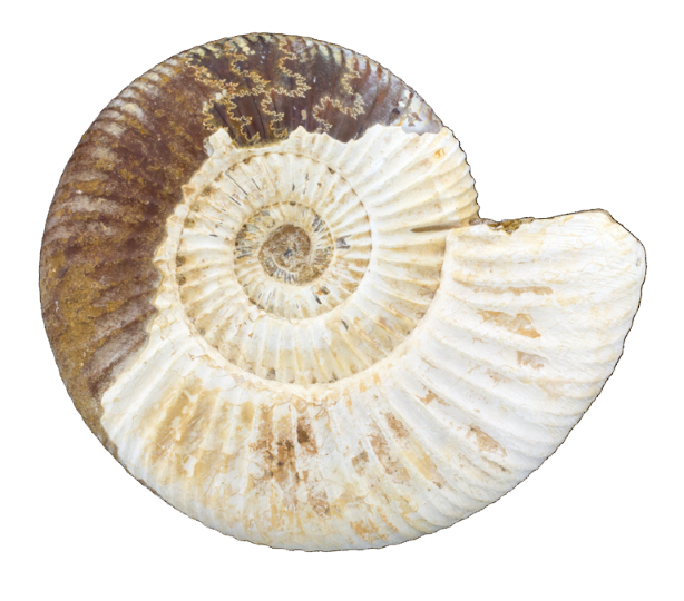 Cephalopods | Marvelous Mollusks — Museum of the Earth