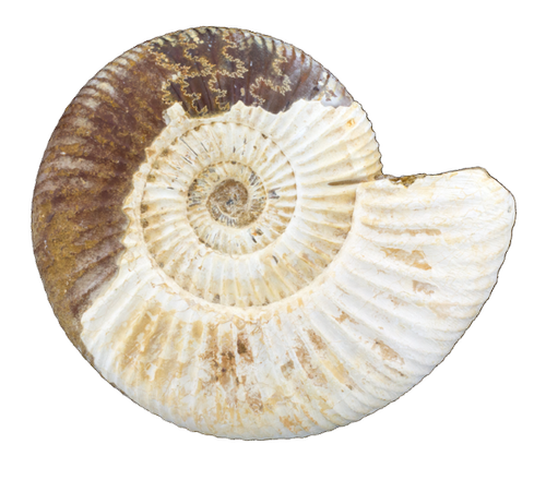 Cephalopods | Marvelous Mollusks — Museum of the Earth