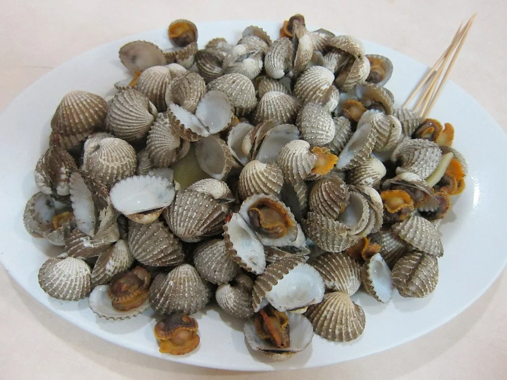 Humans & Mollusks — Museum of the Earth