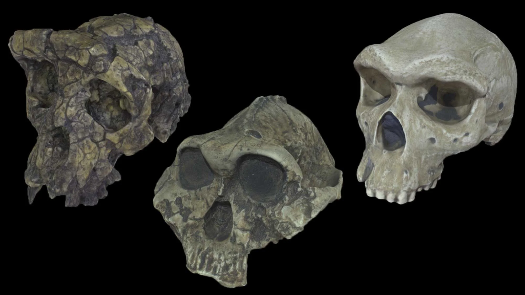 Australopithecus Skull Characteristics