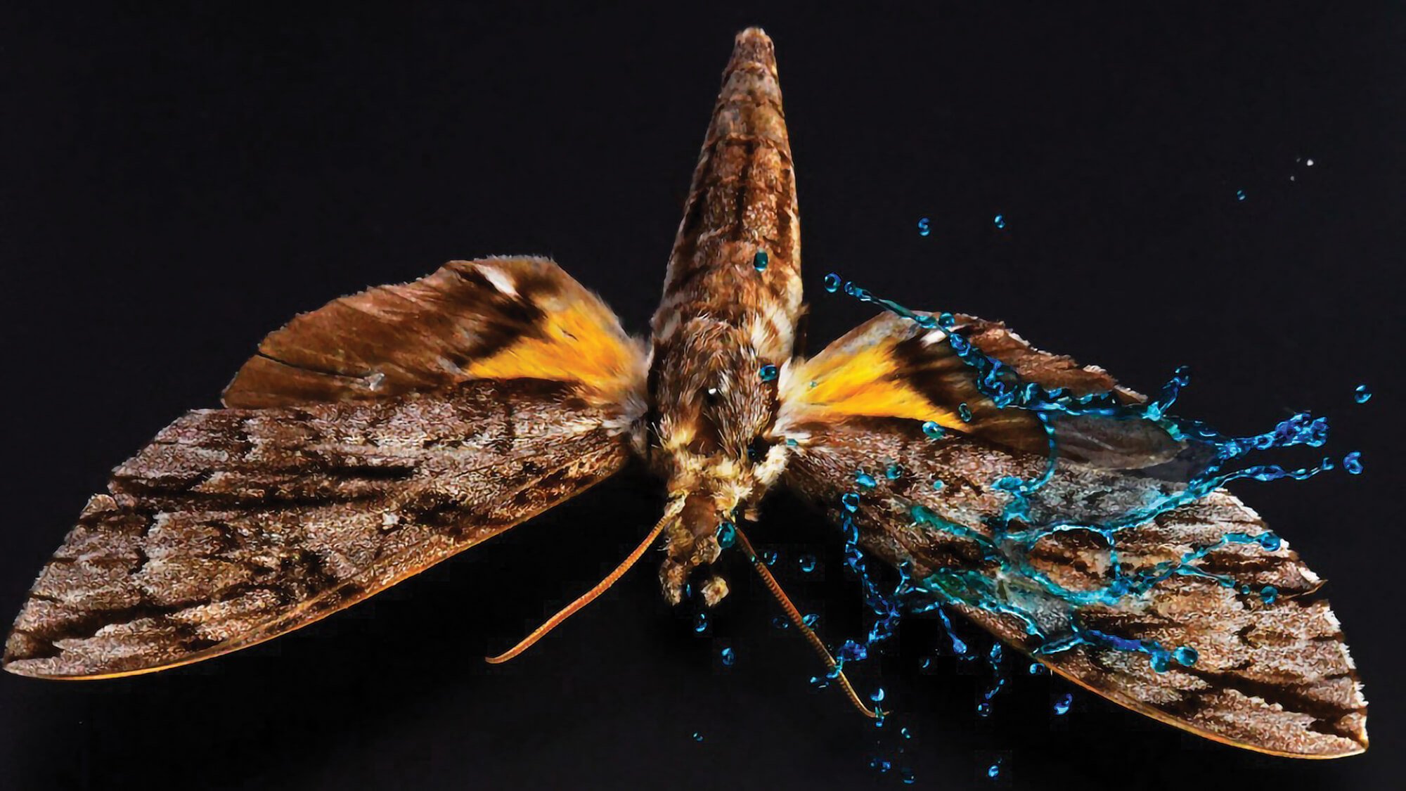 Research | Six-Legged Science: Unlocking the Secrets of the Insect ...