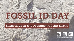 Fossil ID — Museum of the Earth