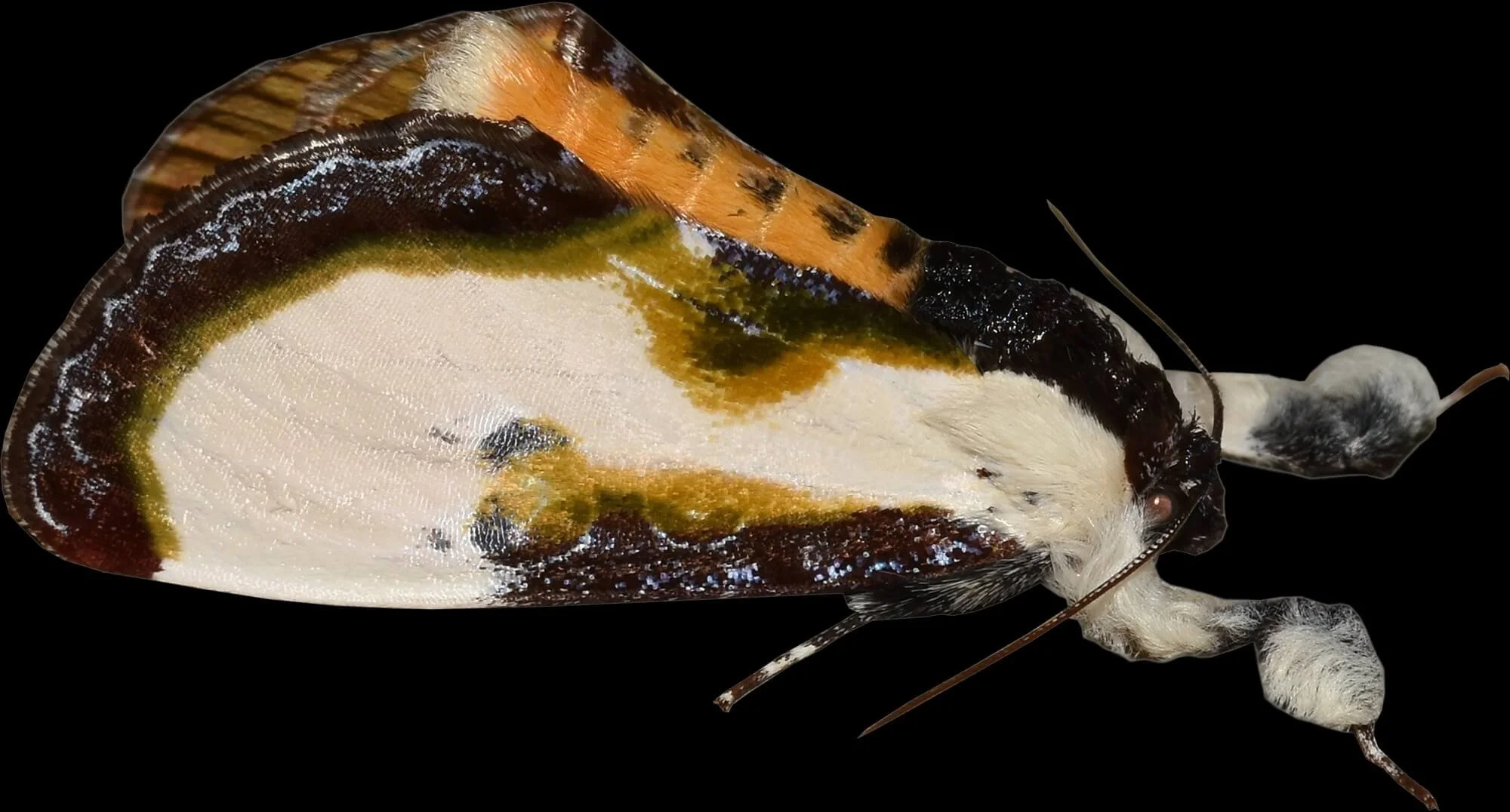 What is an Insect? | Six-Legged Science: Unlocking the Secrets of the ...