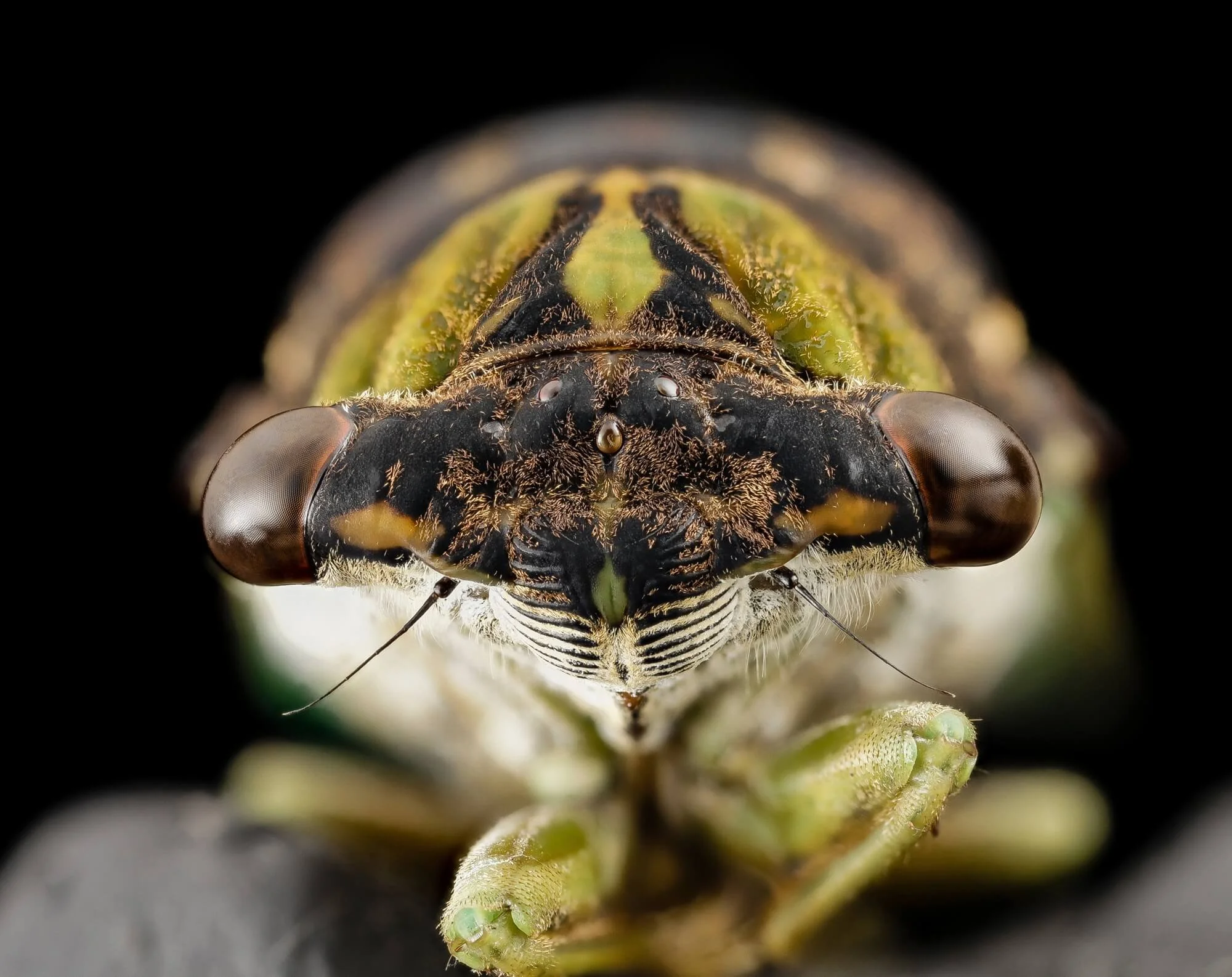 Insect Anatomy | Six-Legged Science: Unlocking the Secrets of the ...