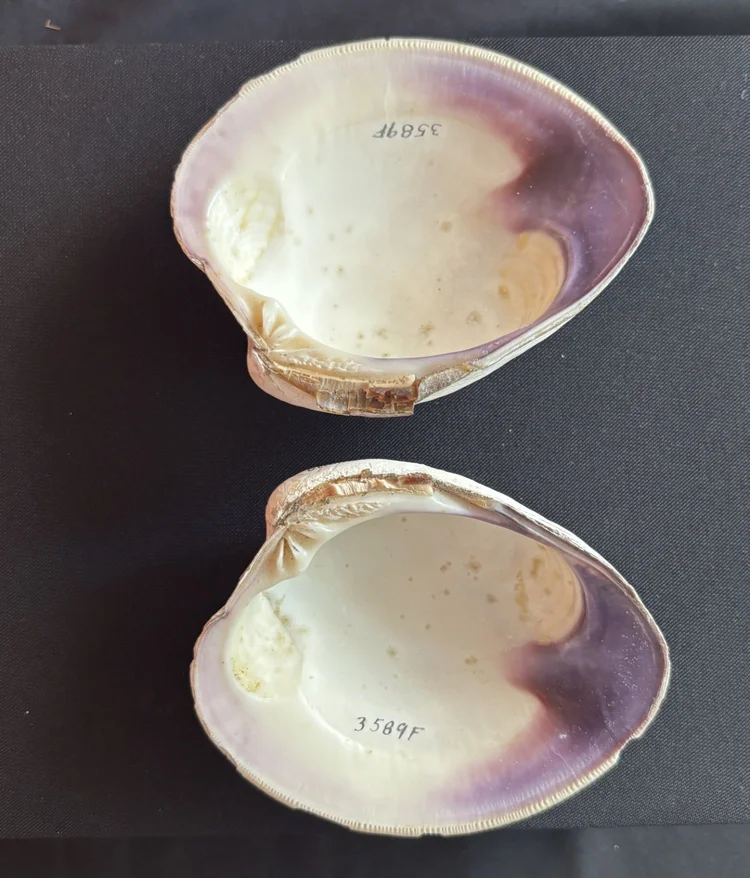 Humans & Mollusks — Museum of the Earth