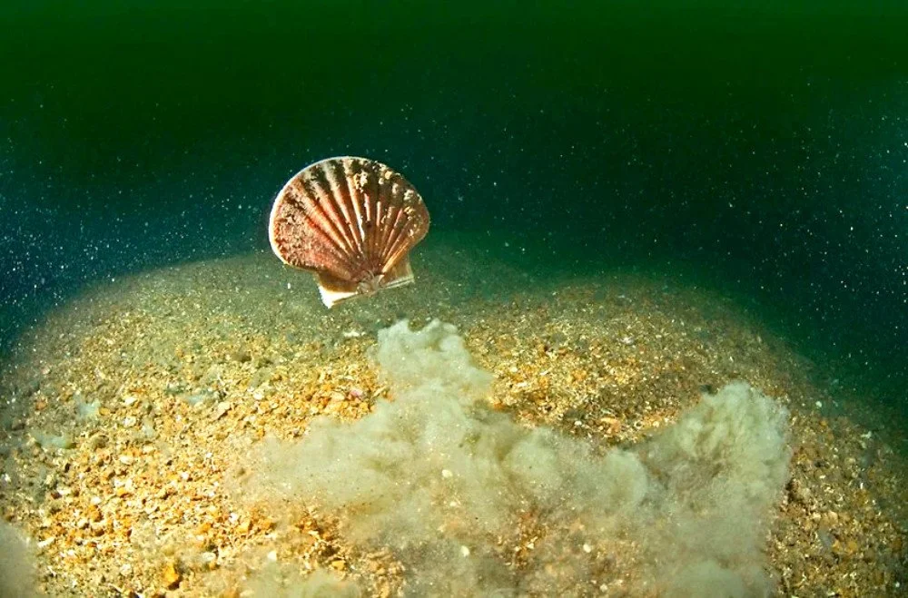 Bivalves | Marvelous Mollusks — Museum of the Earth