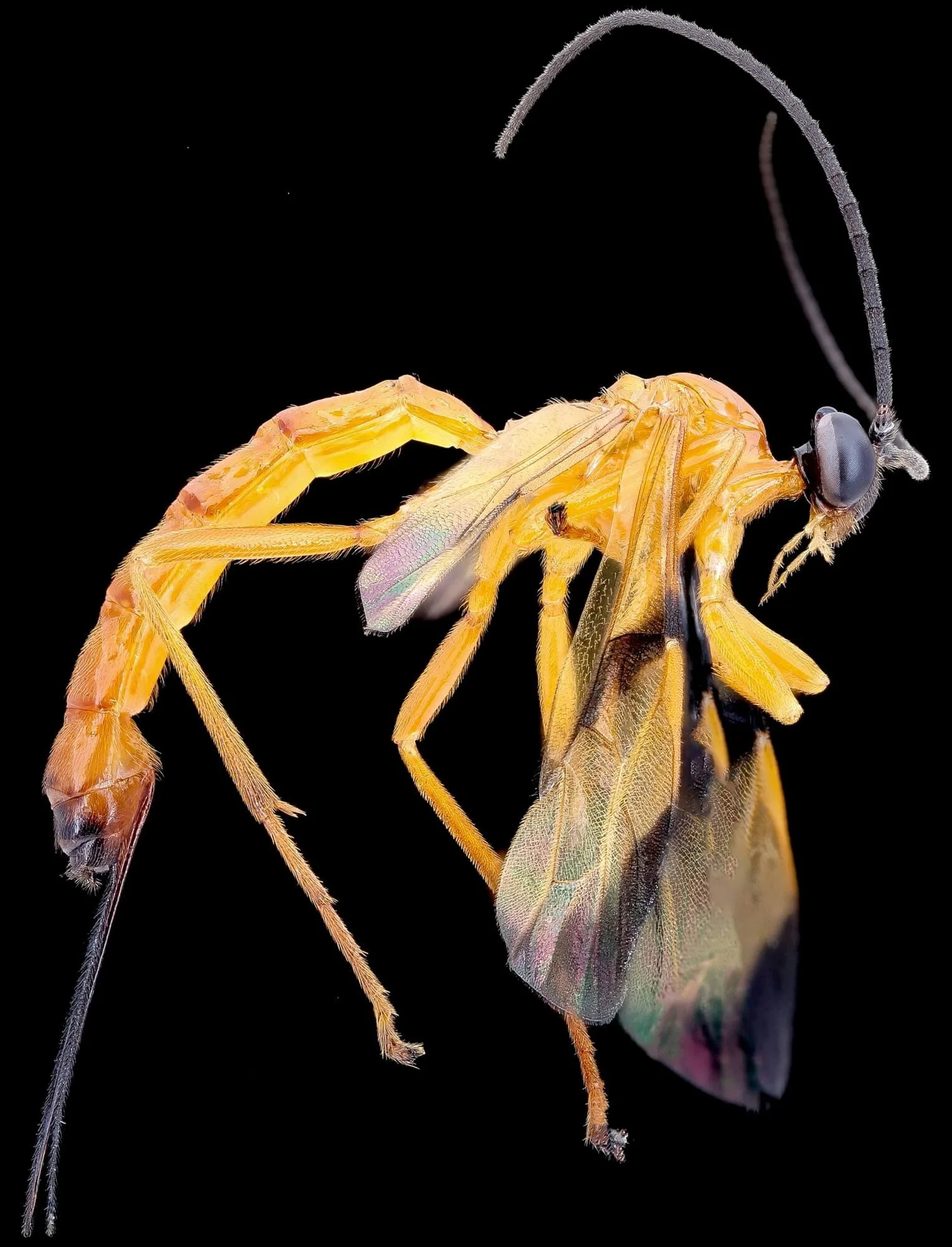 Insect Anatomy | Six-Legged Science: Unlocking the Secrets of the ...