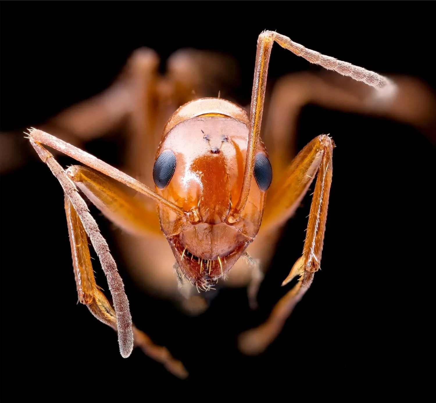 Insect Anatomy | Six-Legged Science: Unlocking the Secrets of the ...