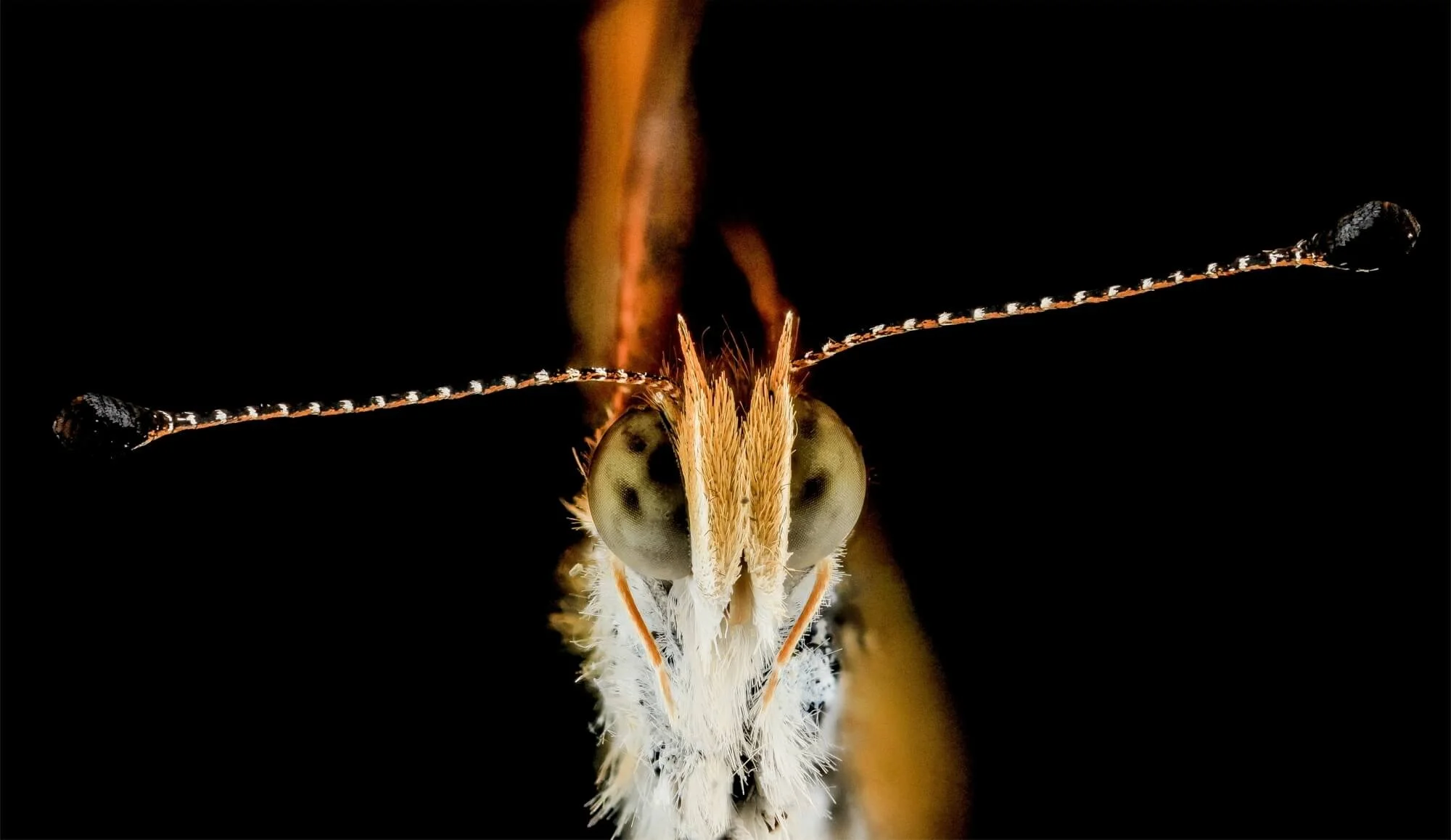 Insect Anatomy | Six-Legged Science: Unlocking the Secrets of the ...