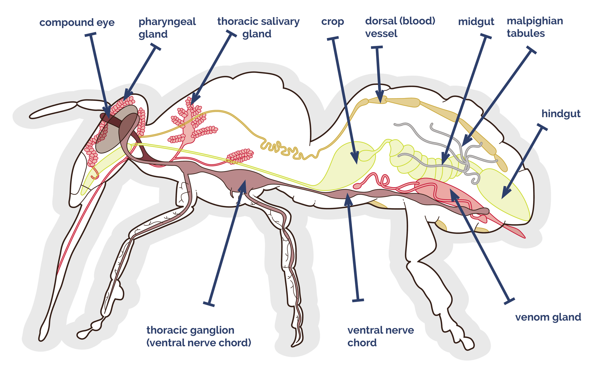 Insect Anatomy | Six-Legged Science: Unlocking the Secrets of the ...