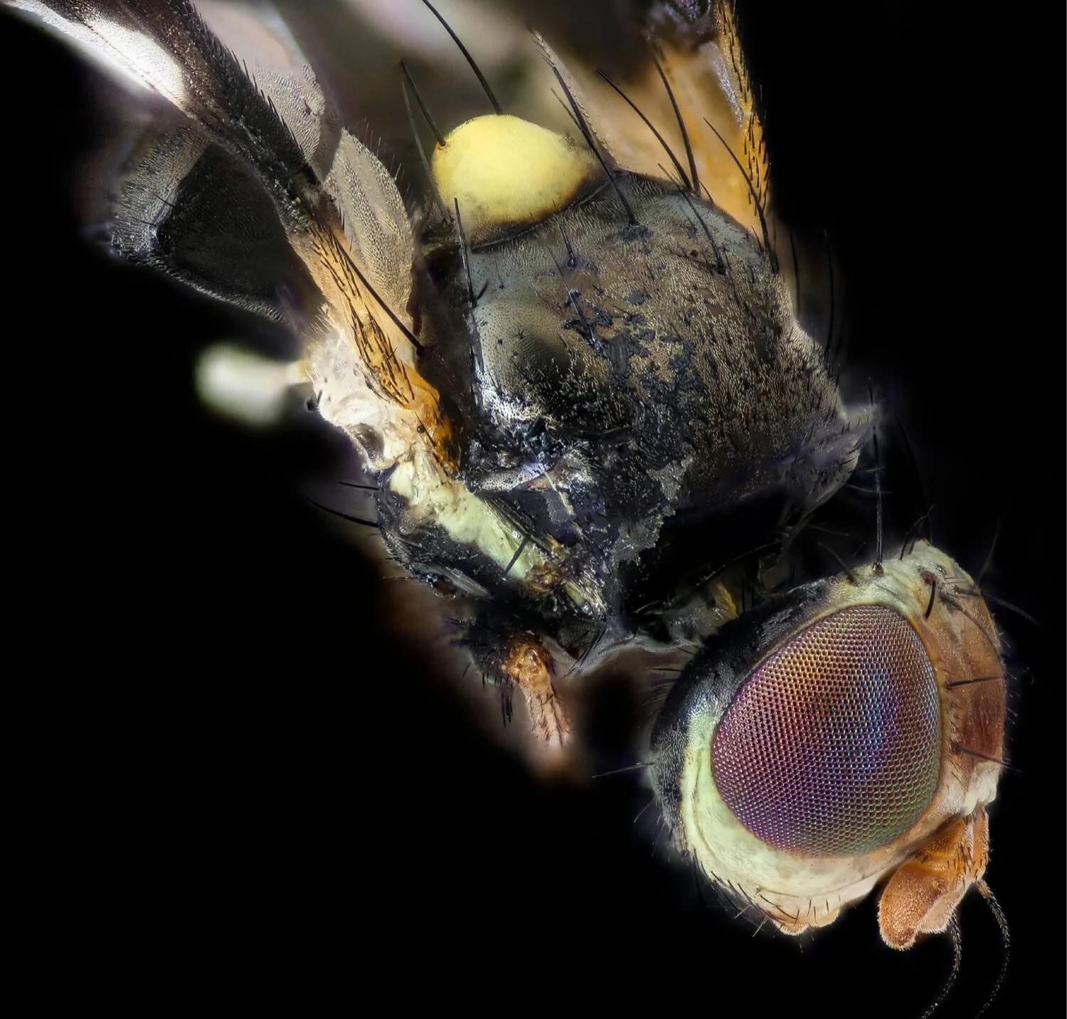 Collection | Six-Legged Science: Unlocking the Secrets of the Insect ...