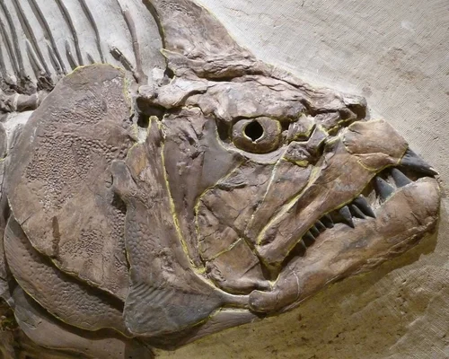 Fossil ID — Museum of the Earth