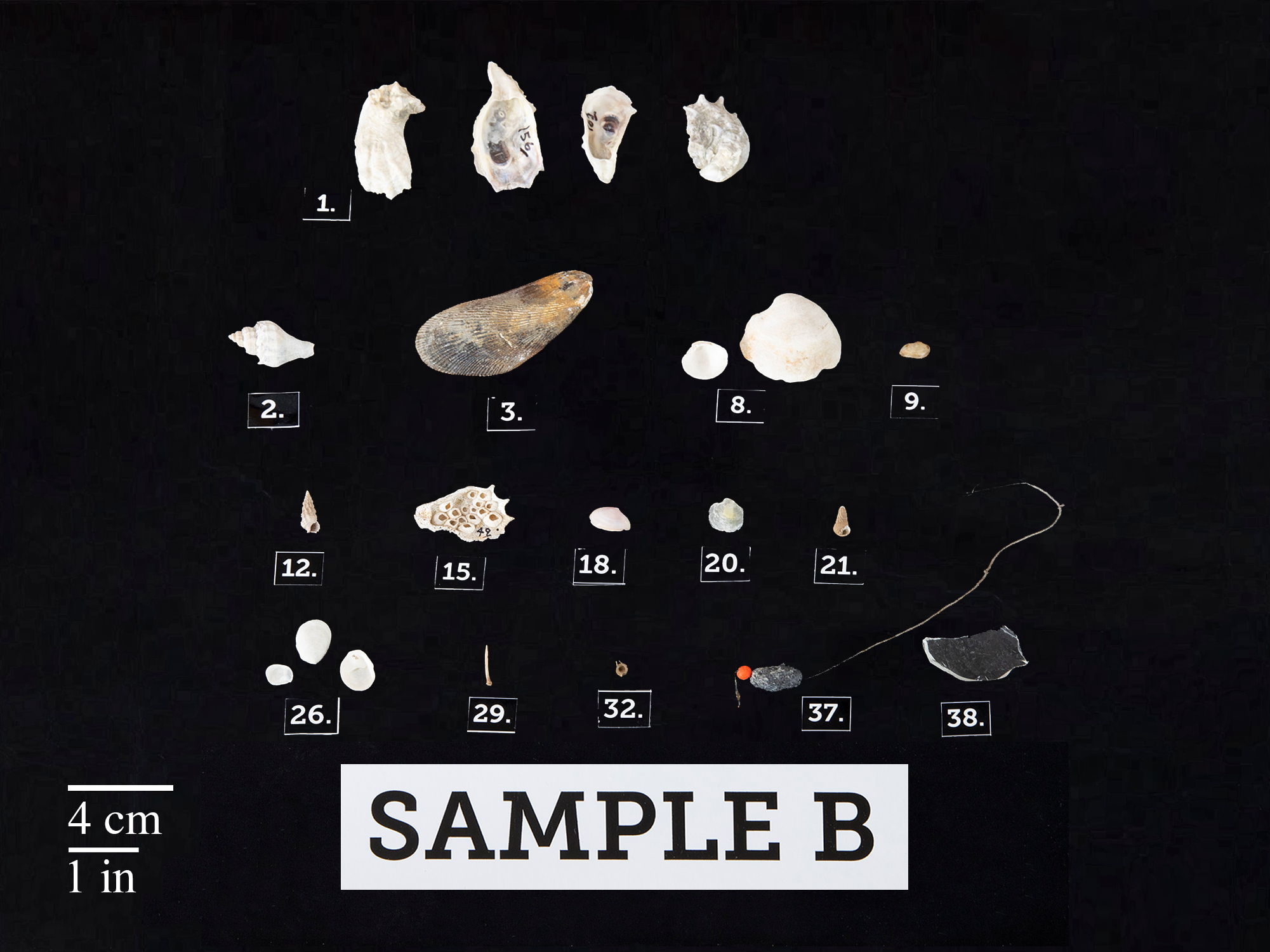 Oyster Reef Ecosystem | Conservation Paleobiology: Putting the Dead to ...
