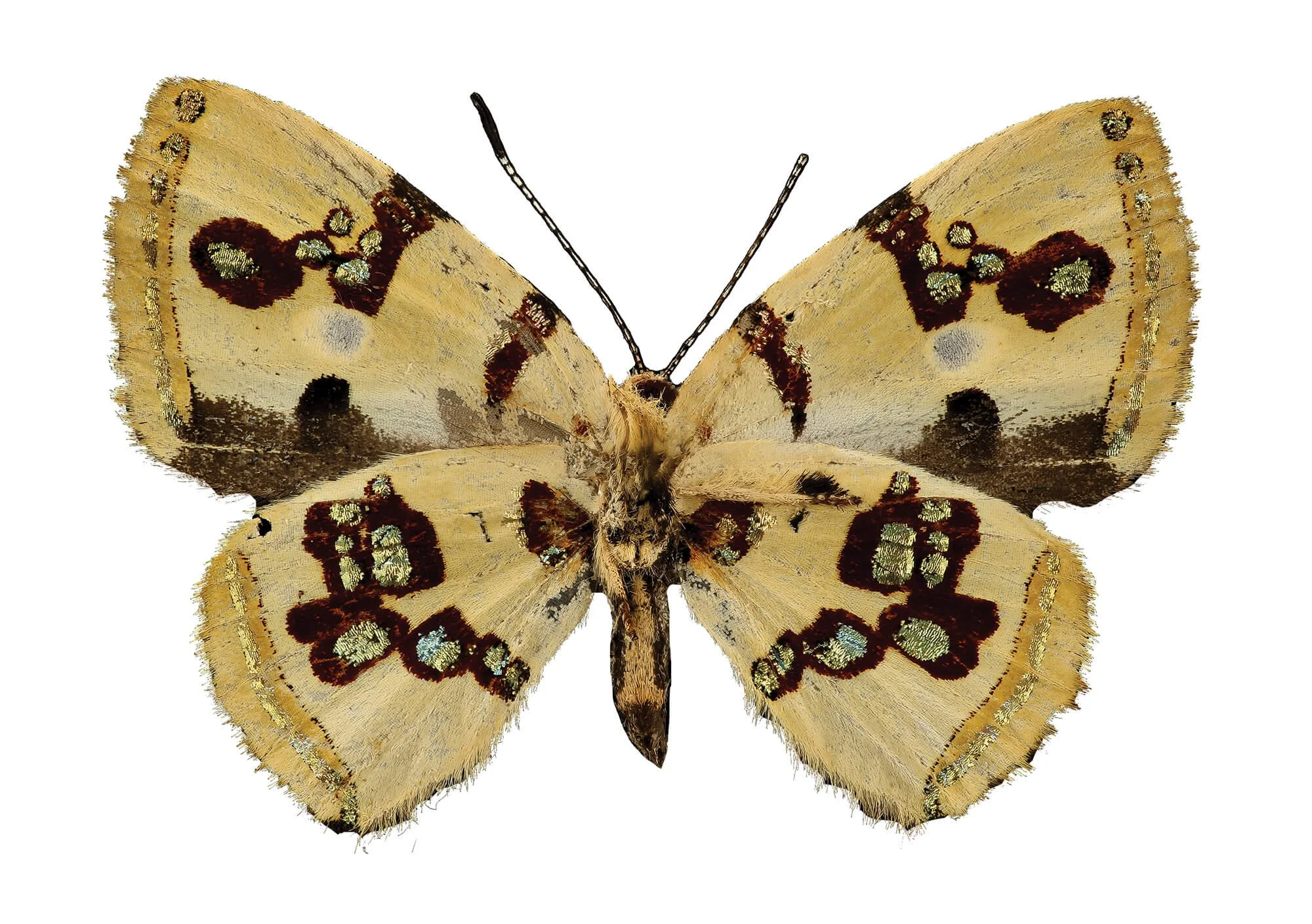 Research | Six-Legged Science: Unlocking the Secrets of the Insect ...