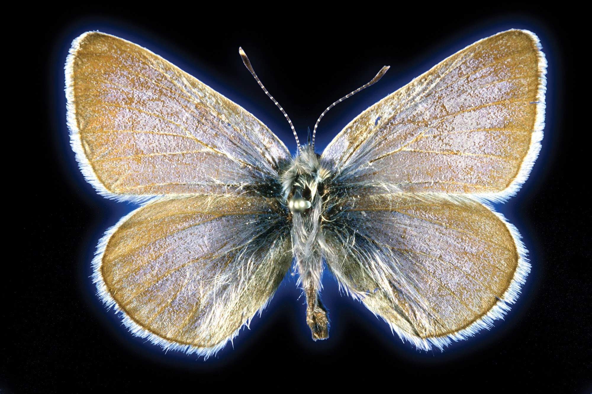 Research | Six-Legged Science: Unlocking the Secrets of the Insect ...