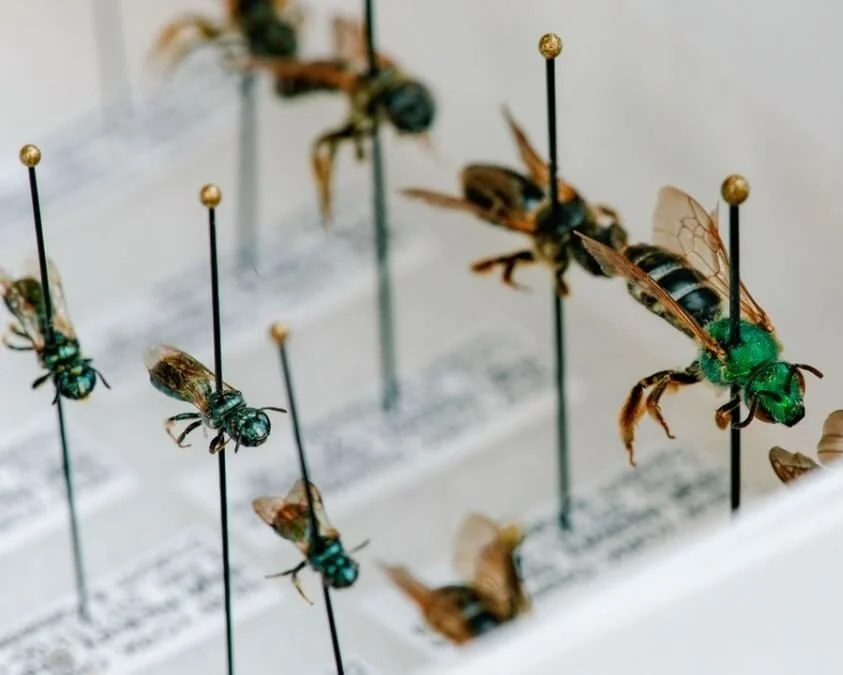 Collection | Six-Legged Science: Unlocking the Secrets of the Insect ...