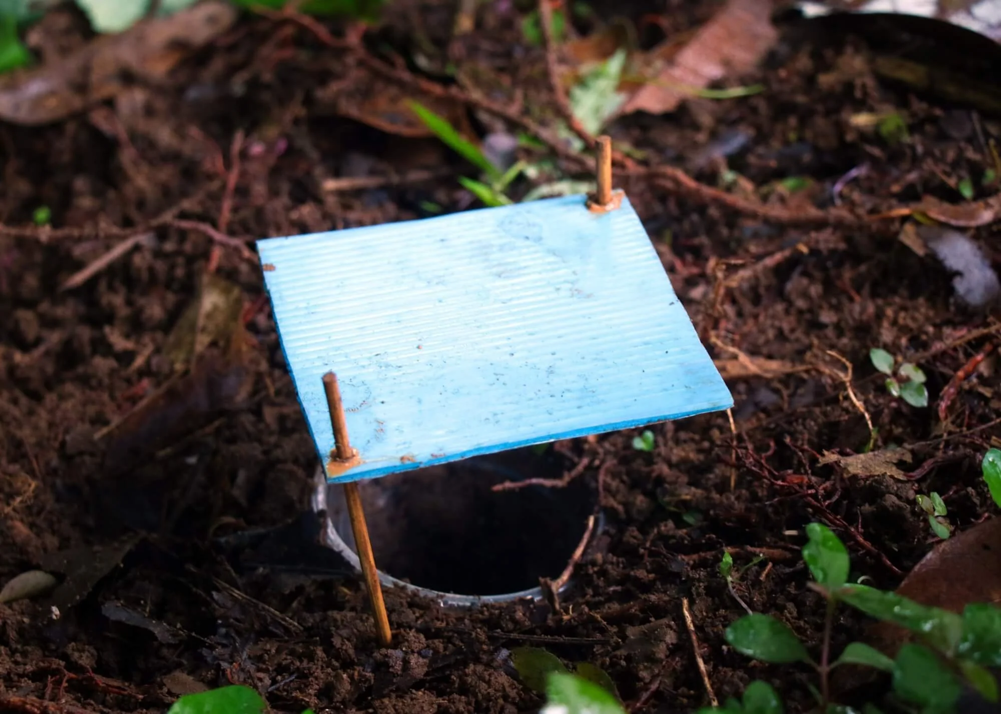 Collection | Six-Legged Science: Unlocking the Secrets of the Insect ...