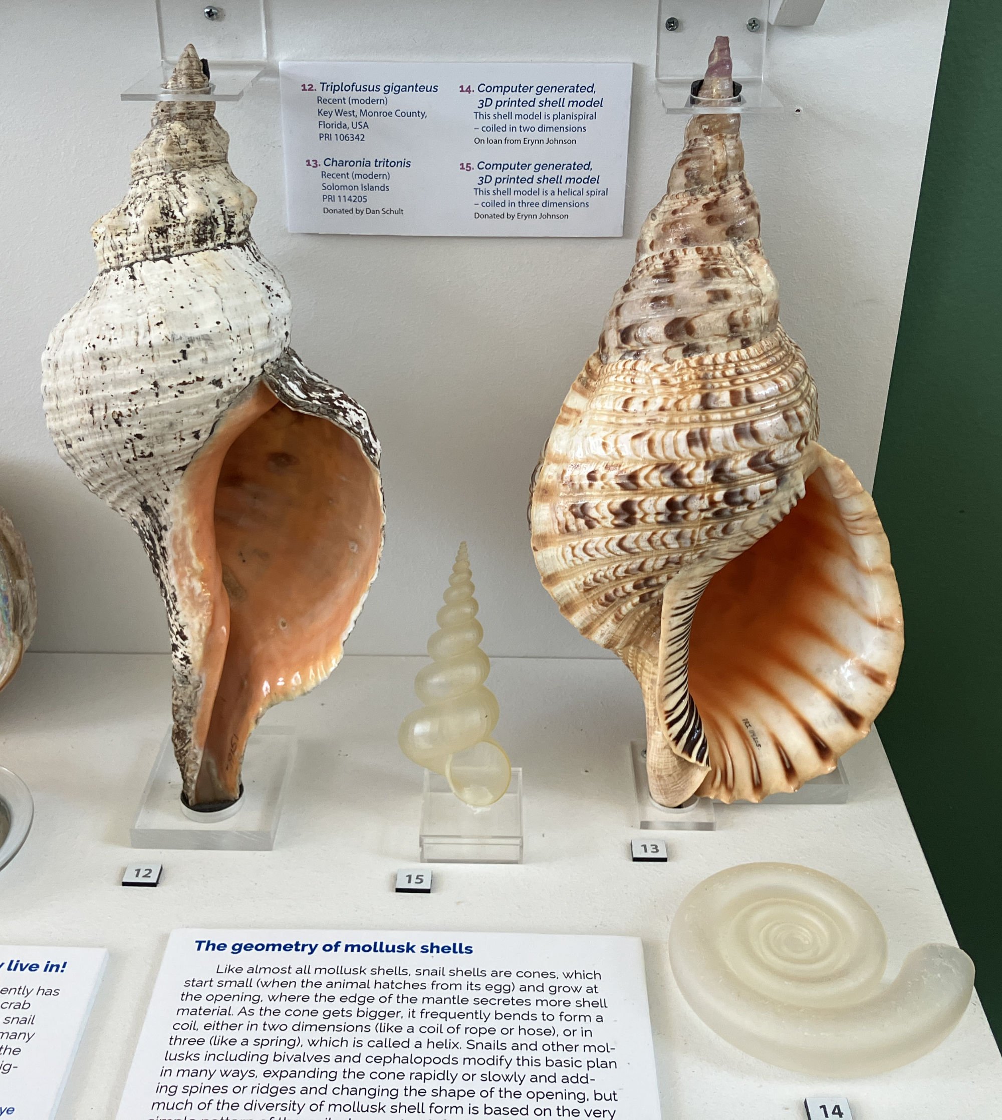 Gastropods | Marvelous Mollusks — Museum of the Earth