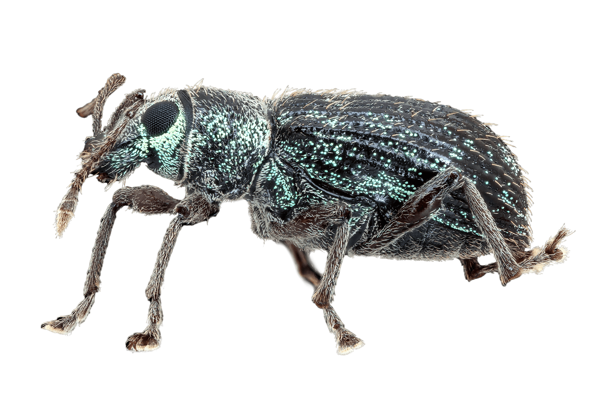 Collection | Six-Legged Science: Unlocking the Secrets of the Insect ...