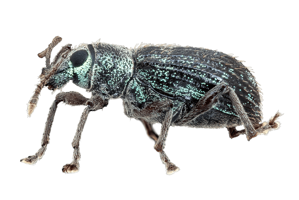 Collection | Six-Legged Science: Unlocking the Secrets of the Insect ...