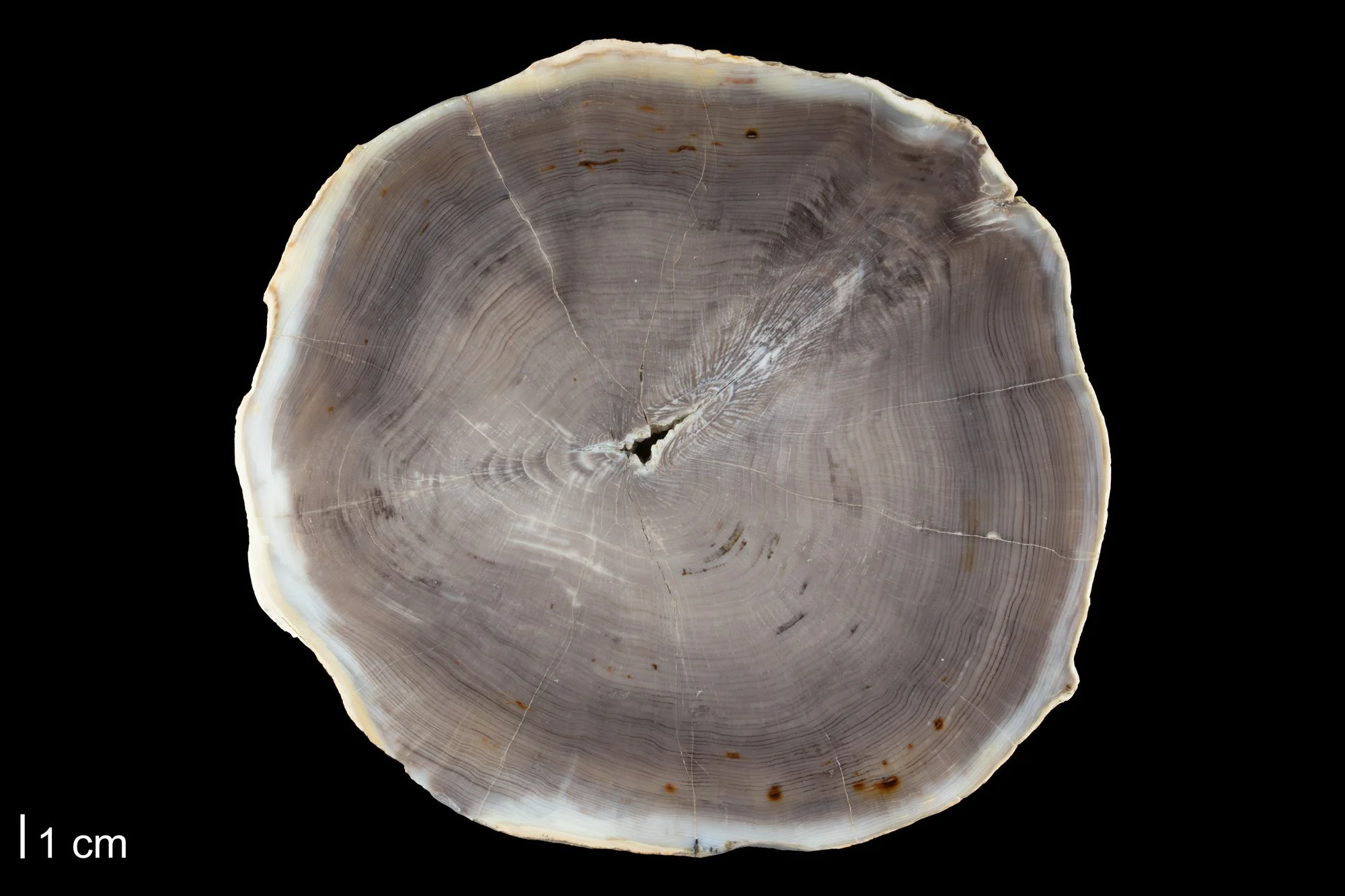 Remembering Bill Klose — Museum of the Earth