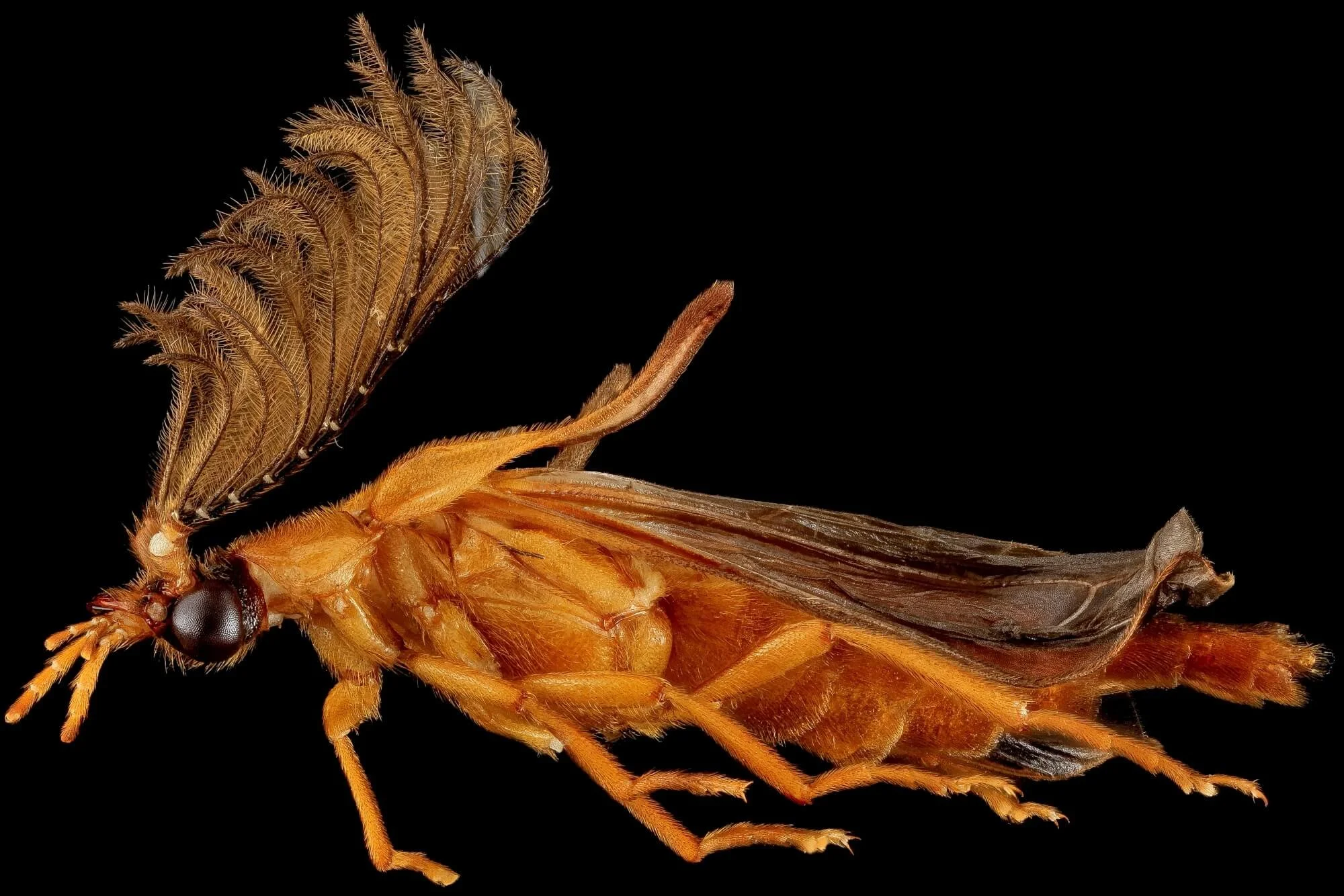 Insect Anatomy | Six-Legged Science: Unlocking the Secrets of the ...