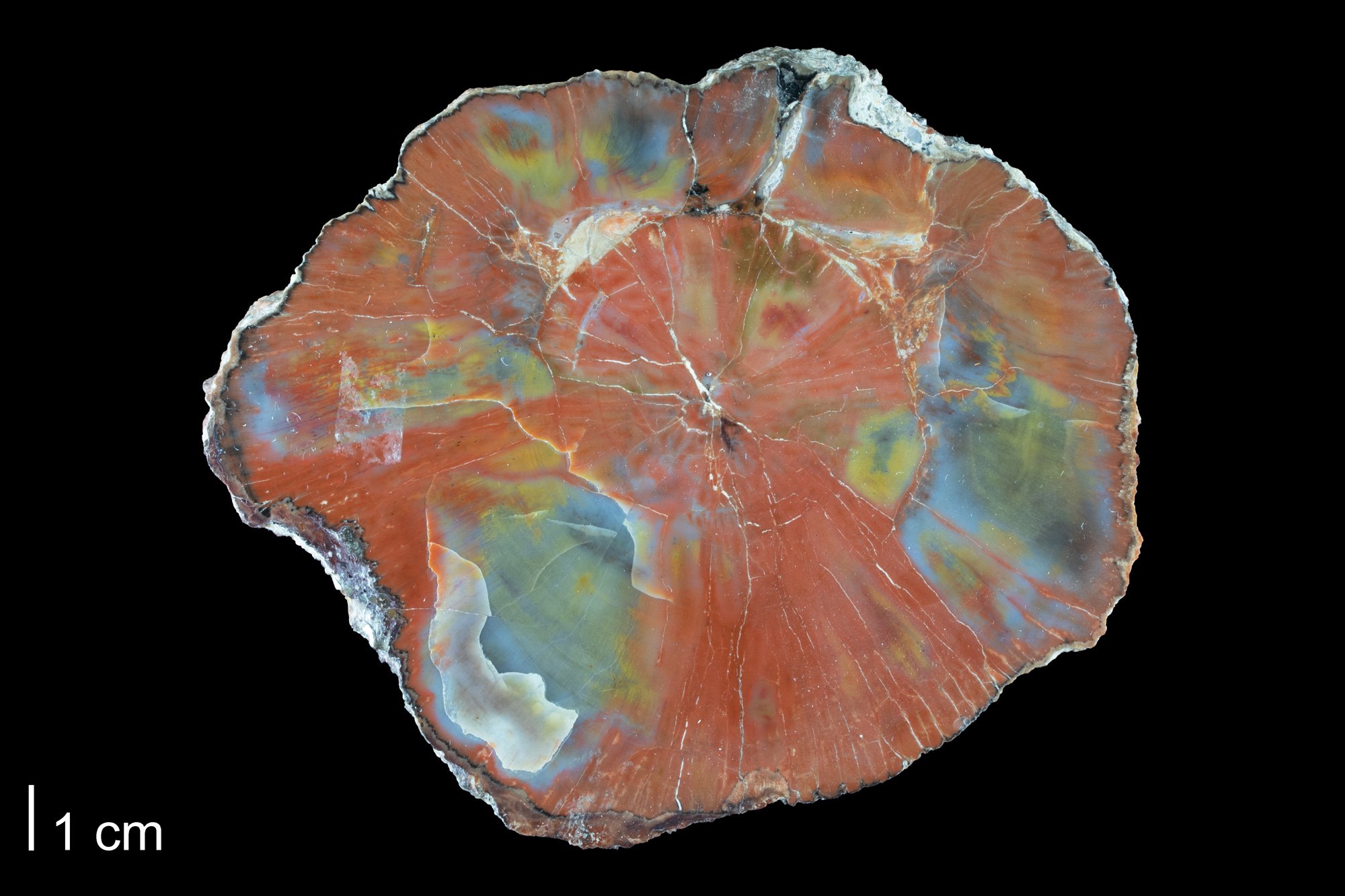 Remembering Bill Klose — Museum of the Earth