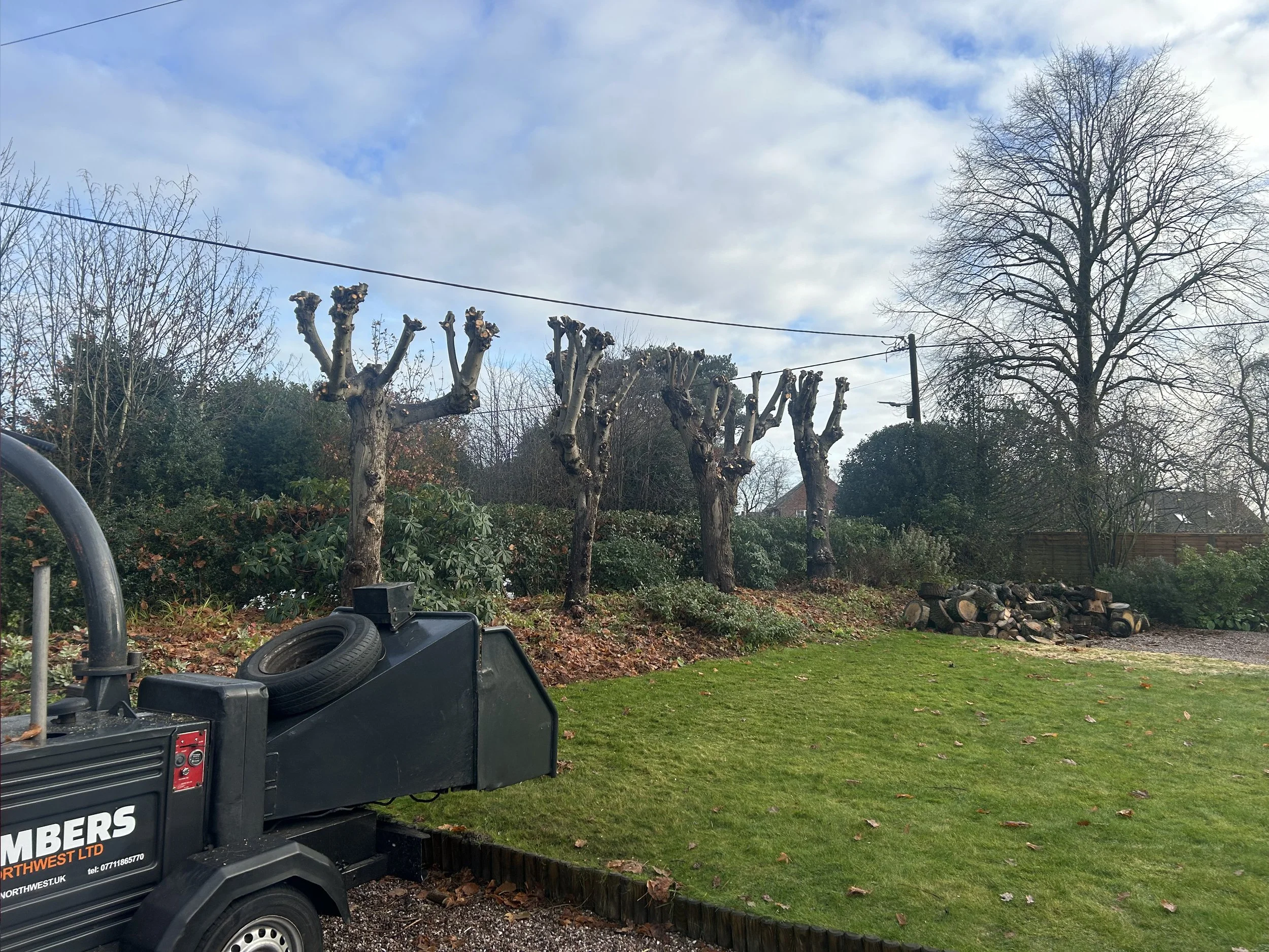 Lumbers Tree & Hedge Care.