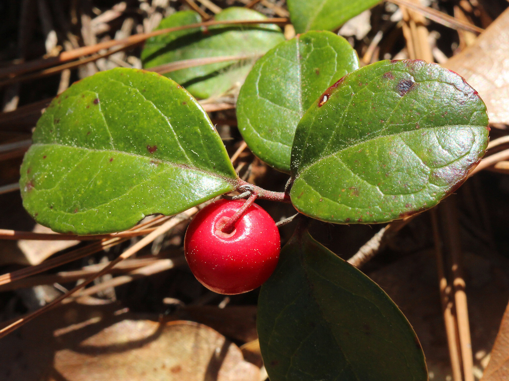 Wintergreen/Teaberry/Checkerberry — The Friends of Rachel Carson ...