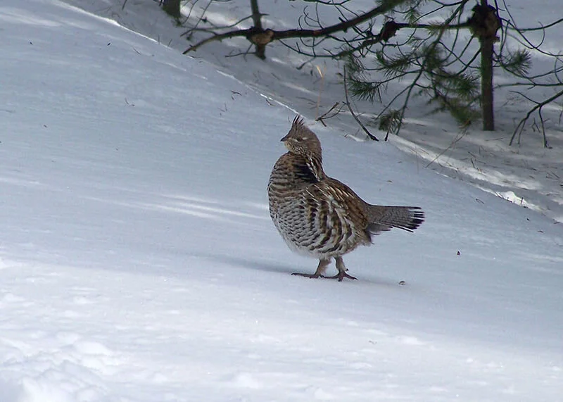 Ruffed Grouse — Friends of Rachel Carson National Wildlife Refuge