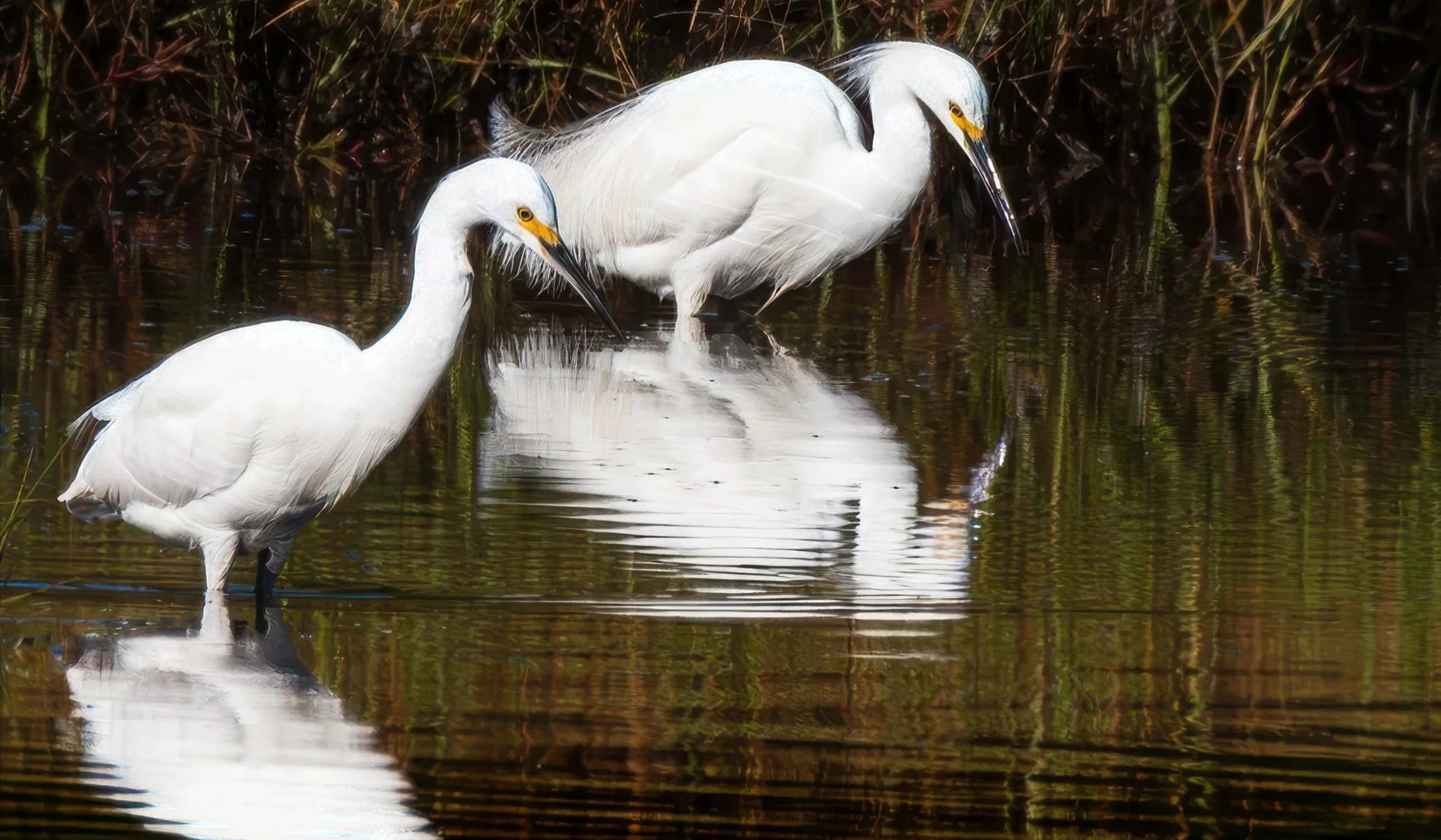 The Friends of Rachel Carson National Wildlife Refuge