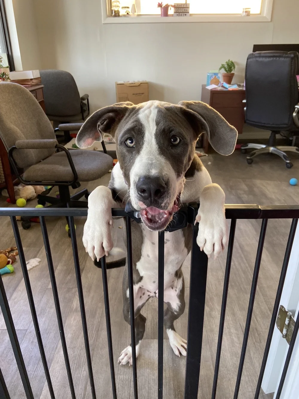 Rescue/Shelter Resources — Care for Animals