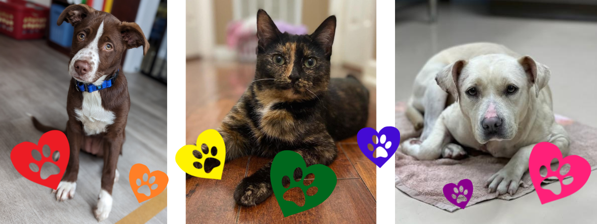 Adoptable Pets — Care for Animals
