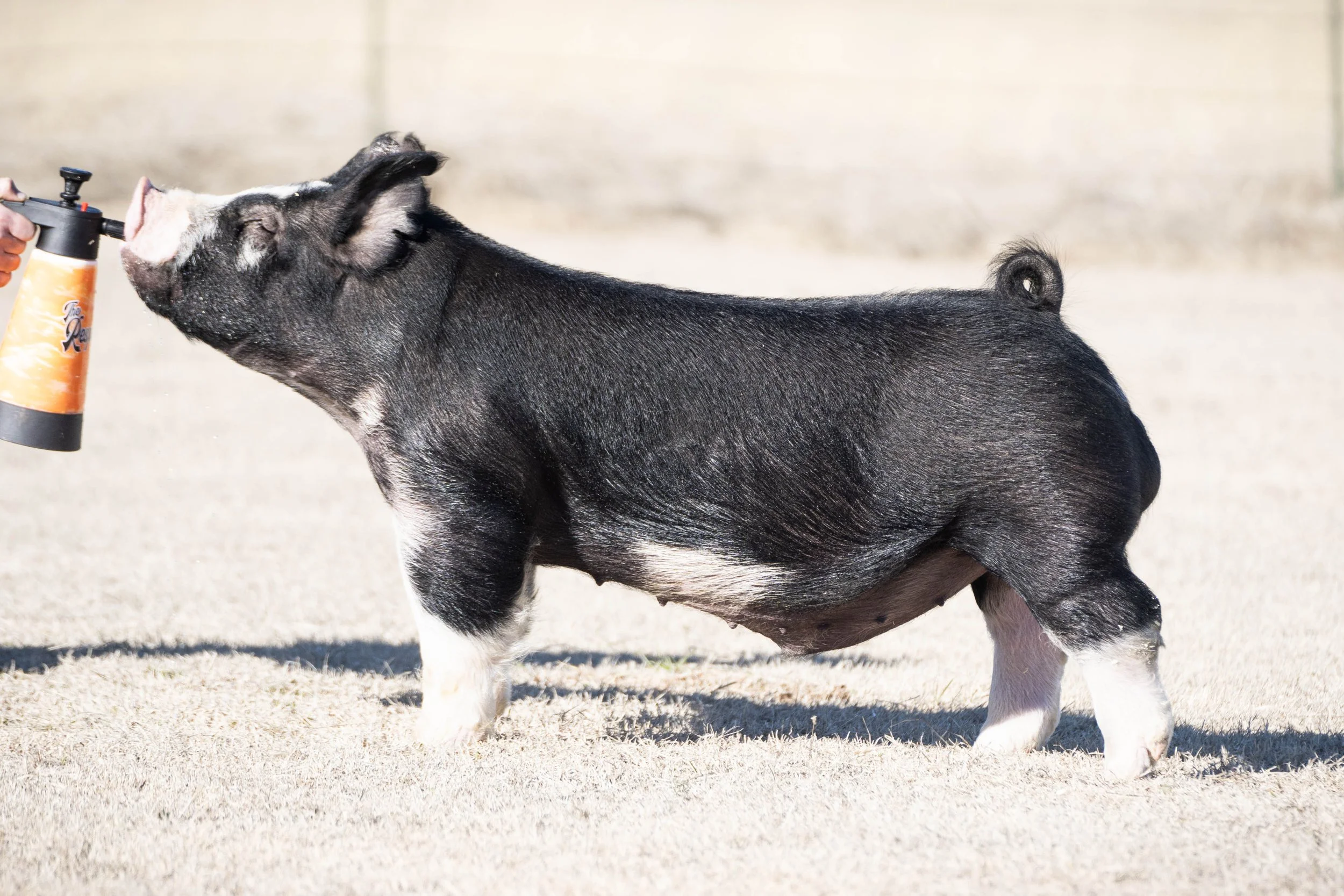 ROGUE — Winter Livestock & Feed