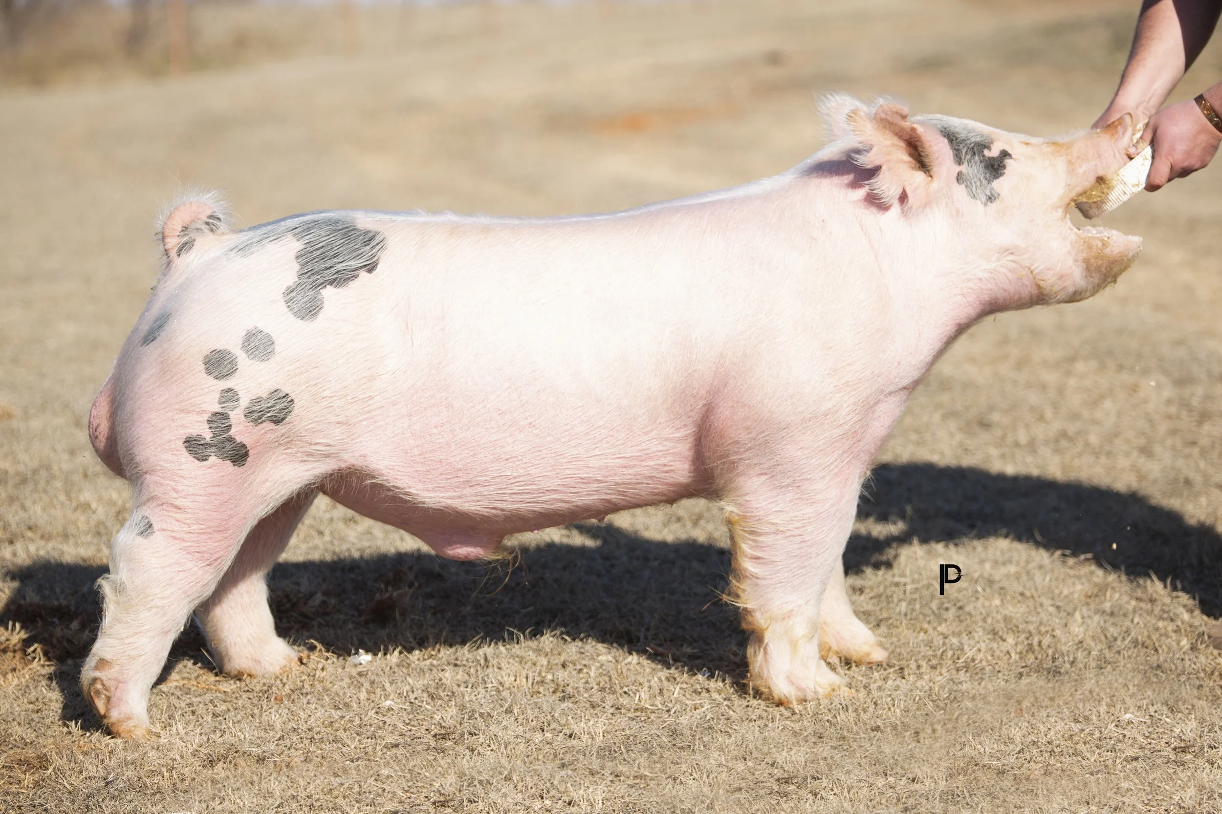 Boars — Winter Livestock & Feed